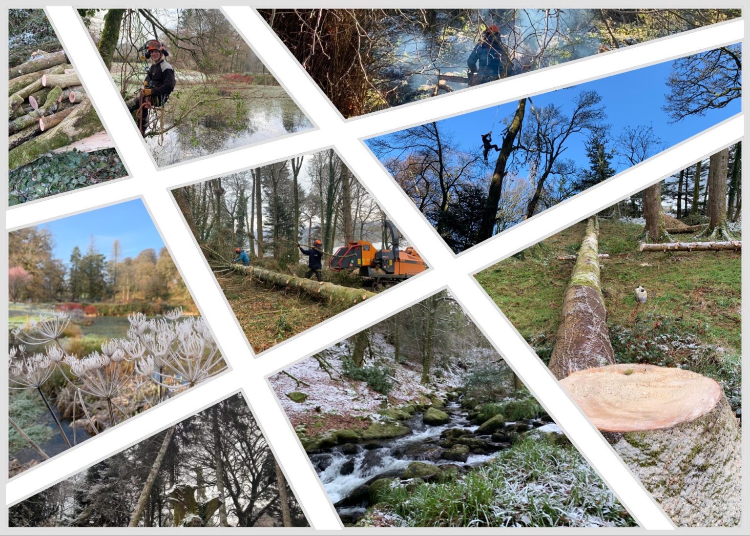 Preserving the species of Atlantic Woodland | Happy Habitats
